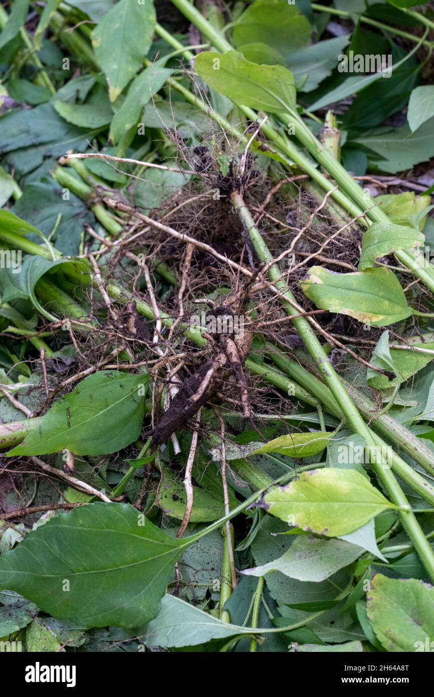 Issaquah, Washington, USA. Stalks and roots of freshly harvested ...