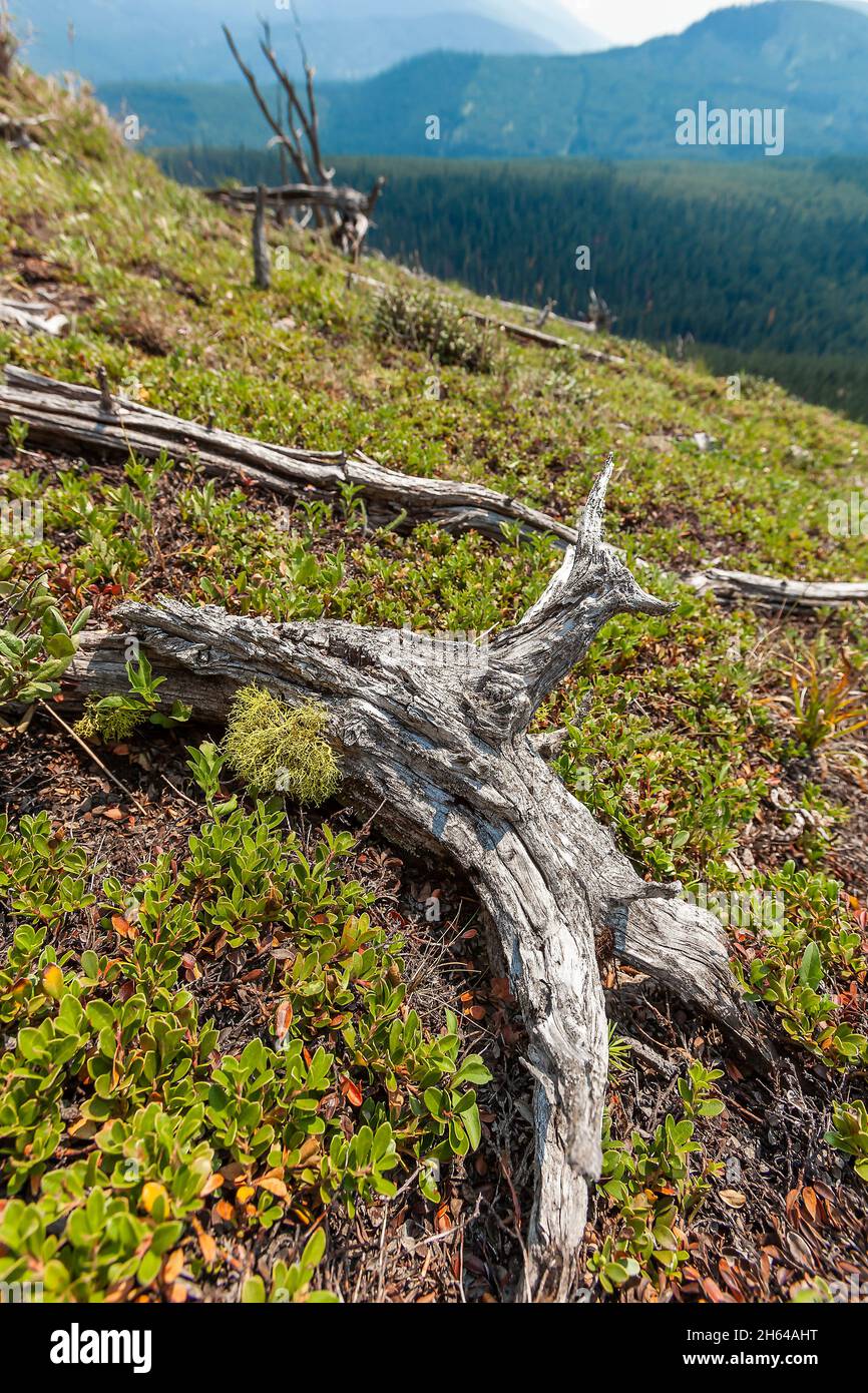 Sub alpine hi-res stock photography and images - Alamy