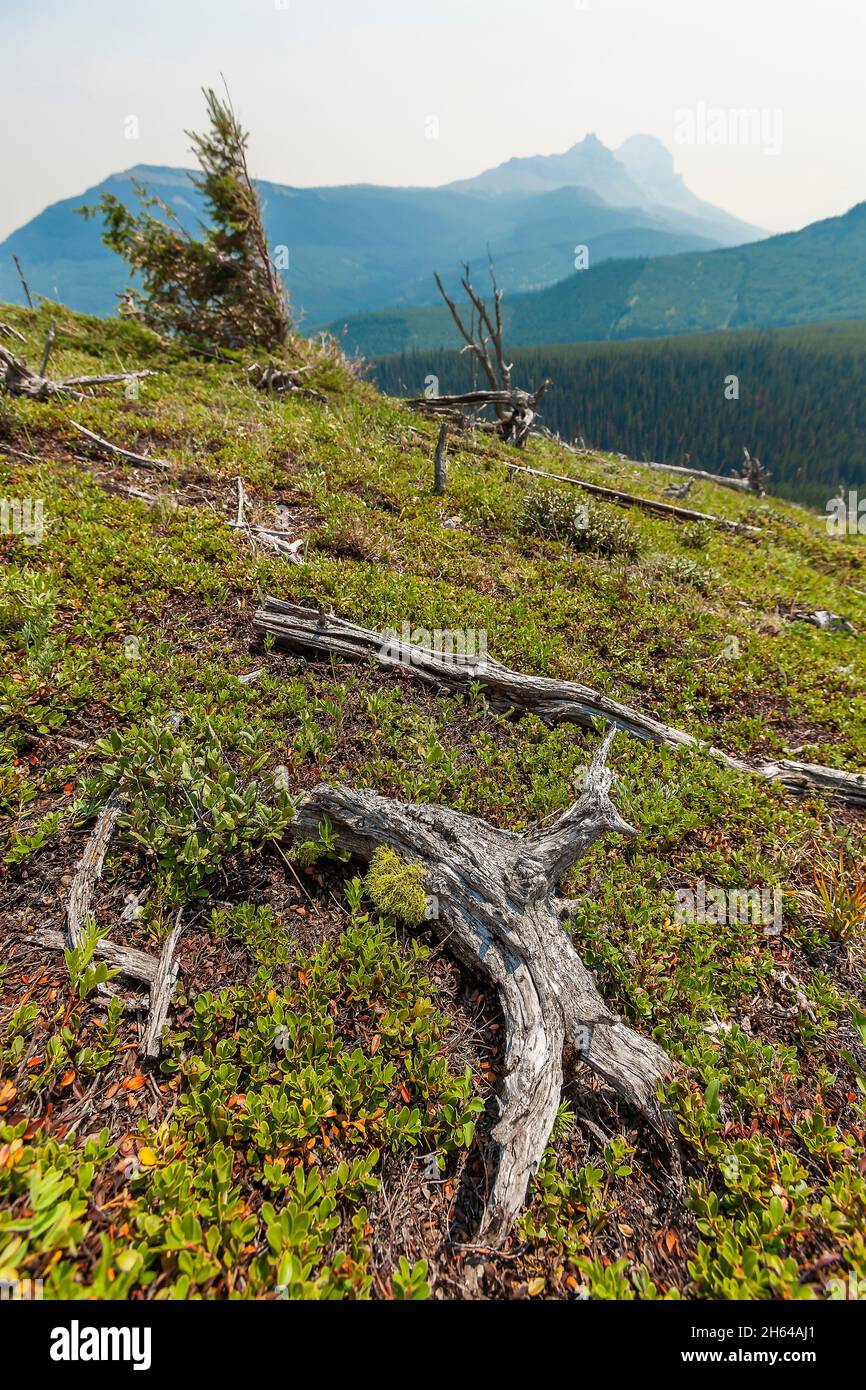 Sub alpine hi-res stock photography and images - Alamy
