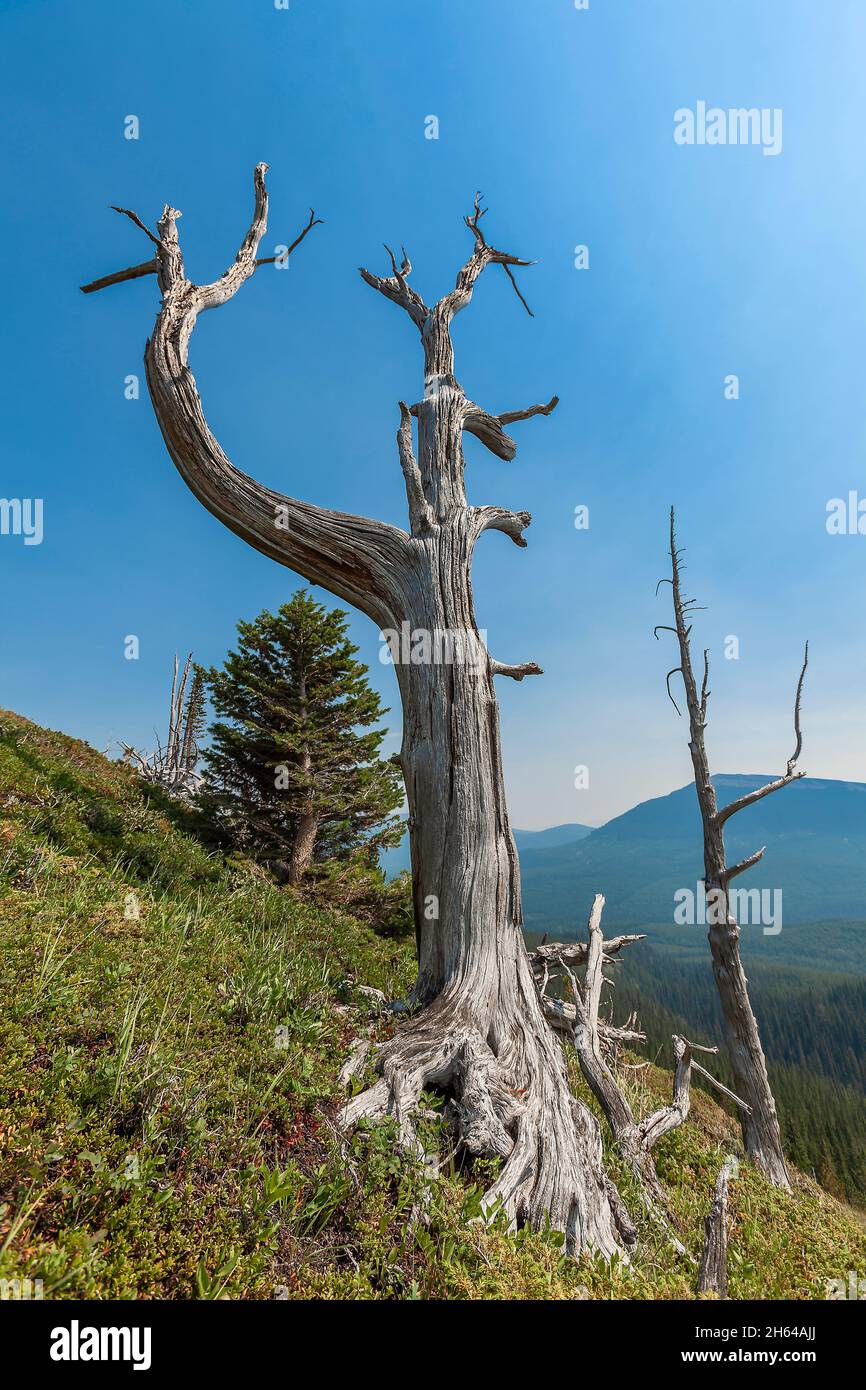 Dead tree in sub-alpine Stock Photo - Alamy