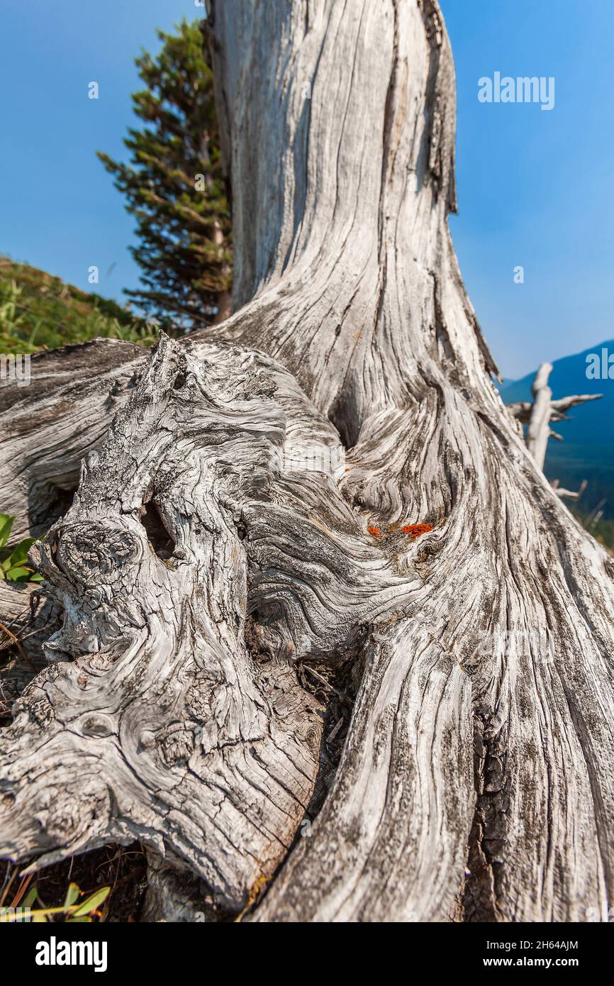 Dead tree in sub-alpine Stock Photo - Alamy