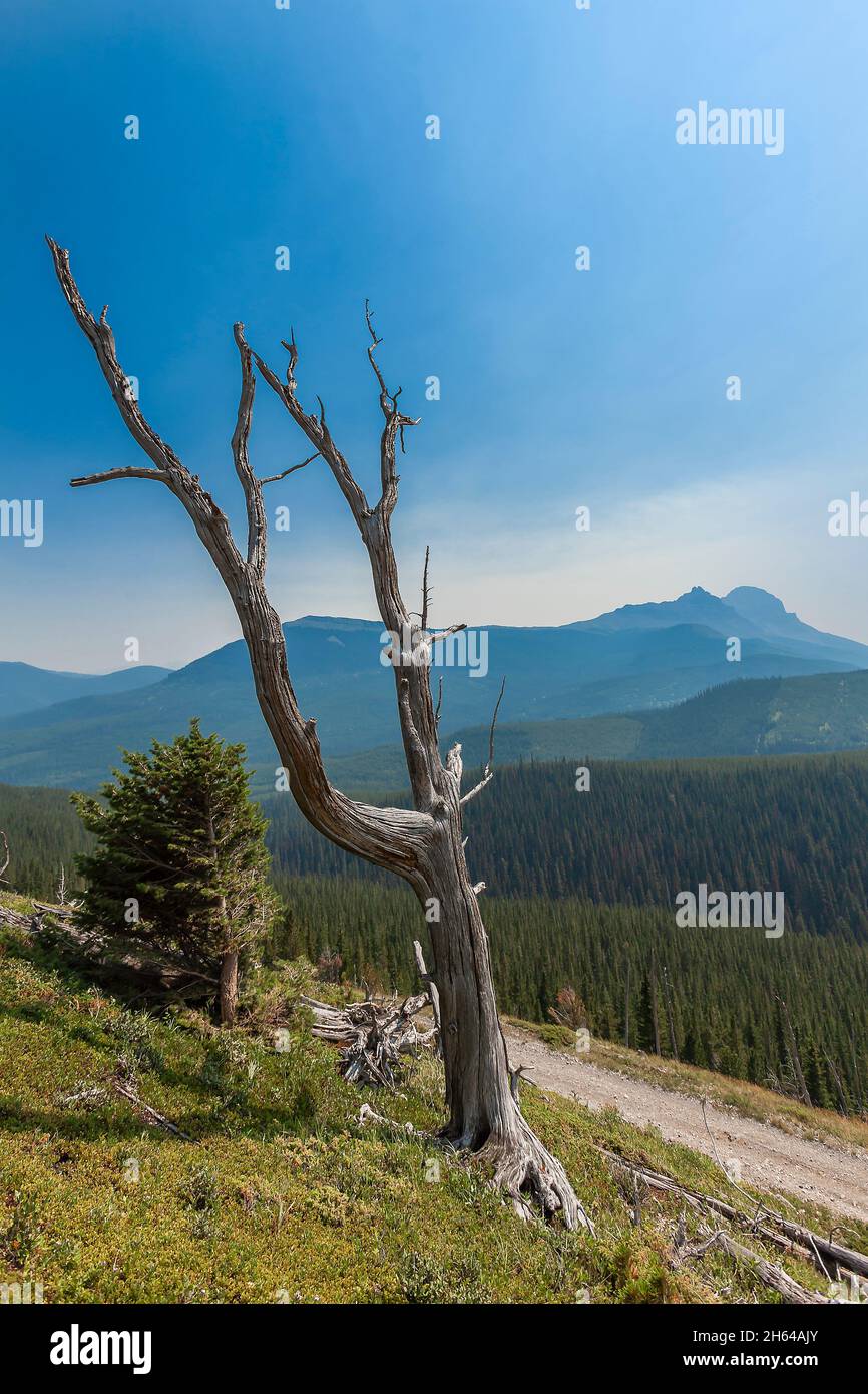 Dead tree in sub-alpine Stock Photo - Alamy