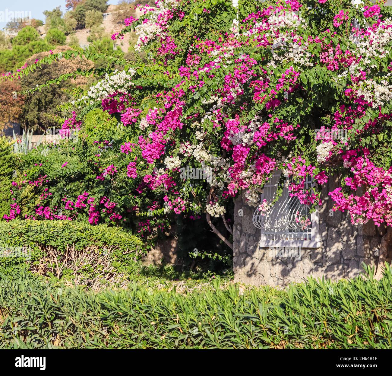 Beautiful pink and white begonville flowers on traditional summer house ...