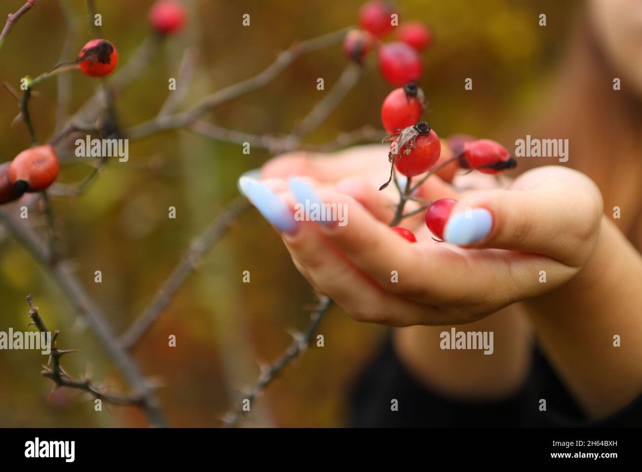 Rosehip bush with fruits Stock Photo - Alamy