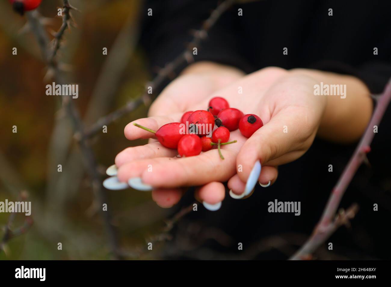 Rosehip bush with fruits Stock Photo - Alamy