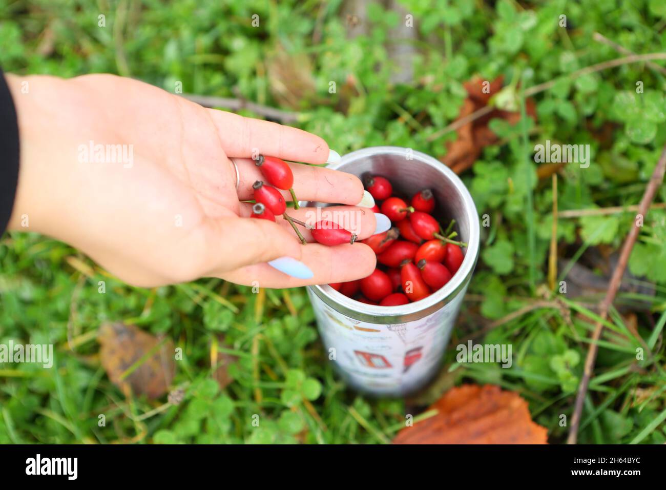 Rosehip bush with fruits Stock Photo - Alamy