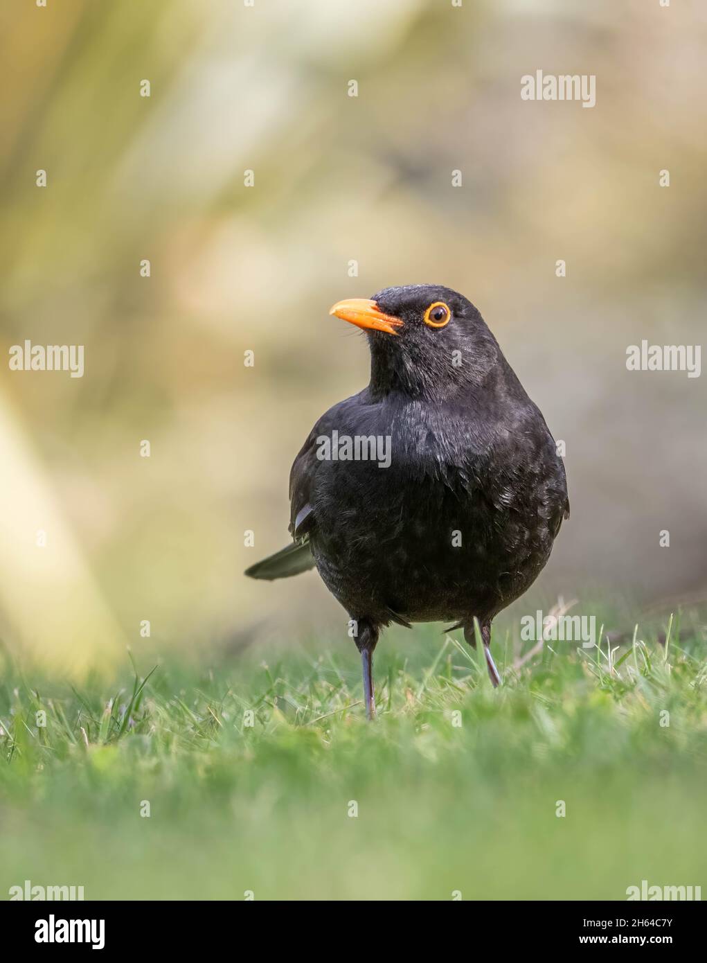European blackbirds hi-res stock photography and images - Alamy