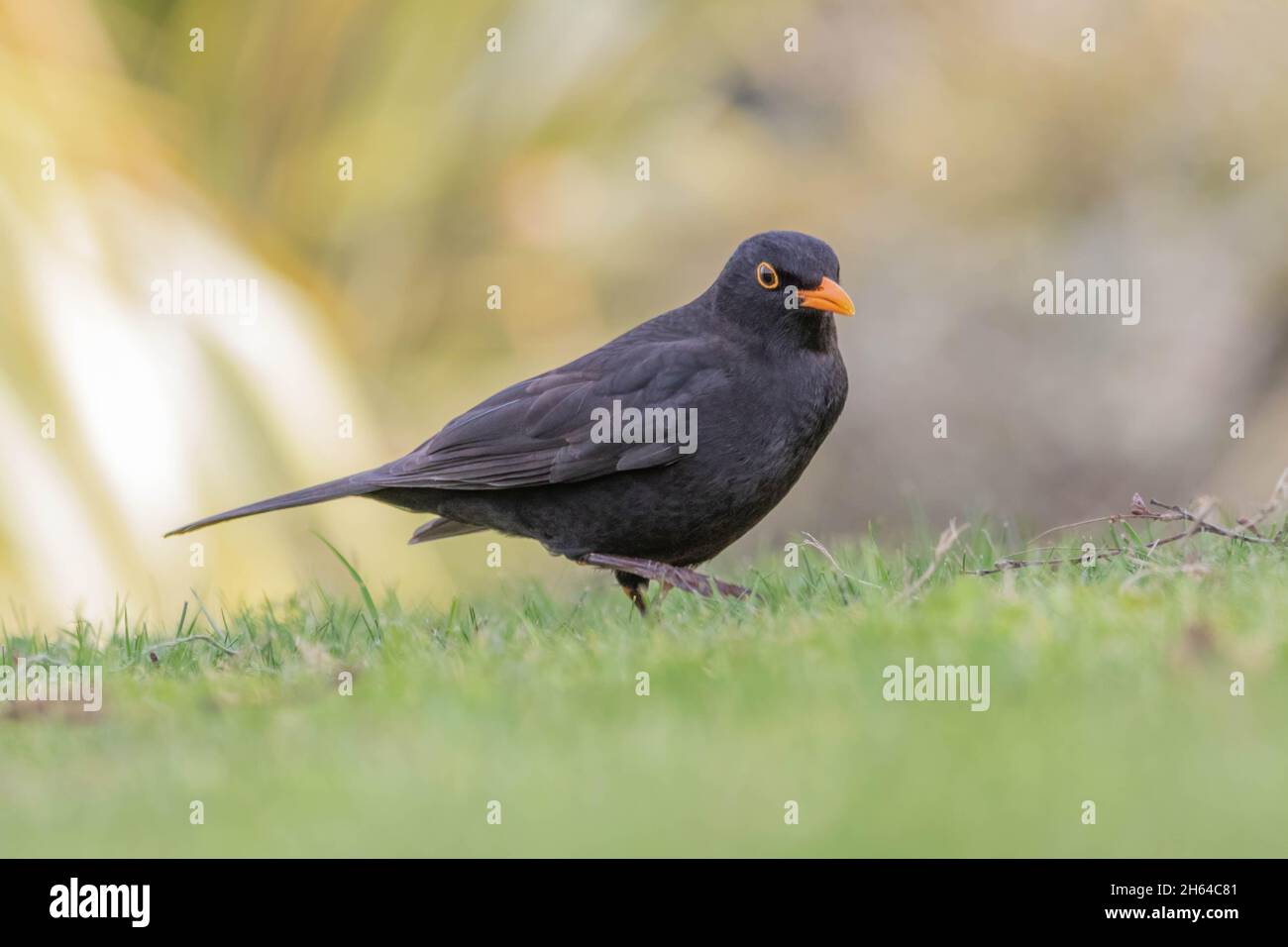 European blackbirds hi-res stock photography and images - Alamy