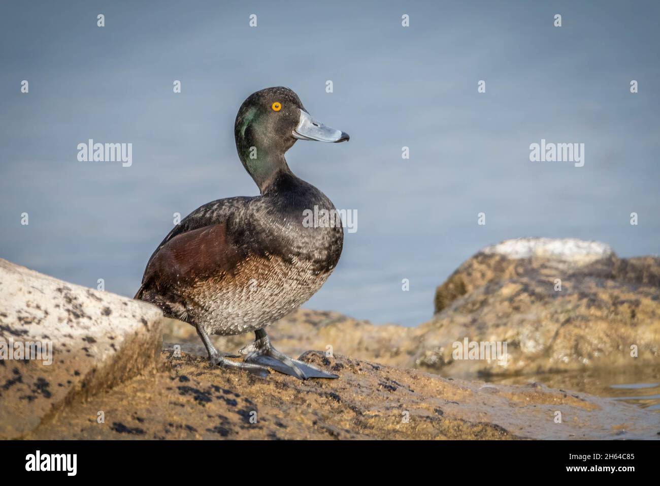 New Zealand Scaup Stock Photo - Alamy