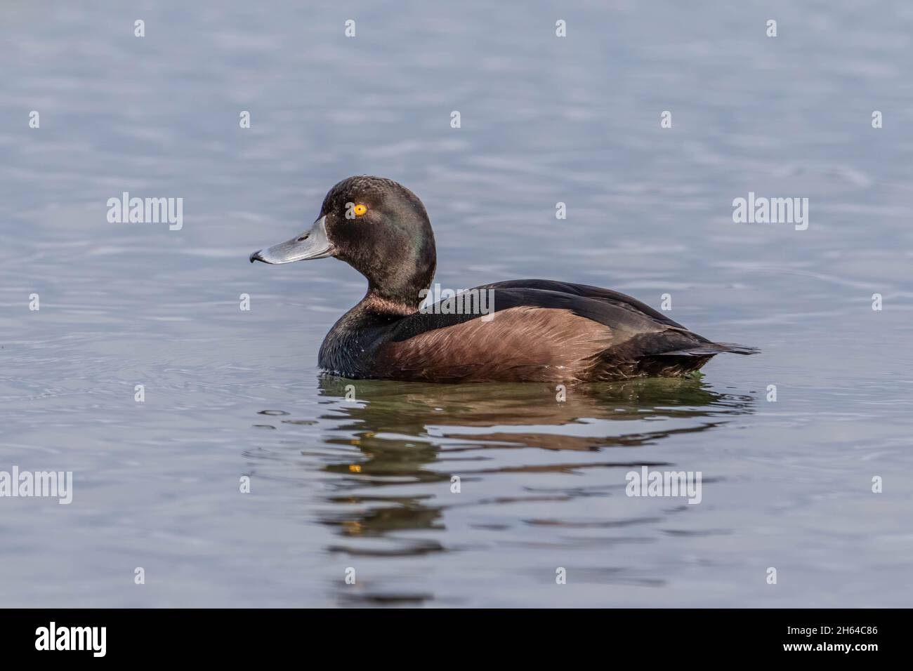 New zealand scaup hi-res stock photography and images - Alamy