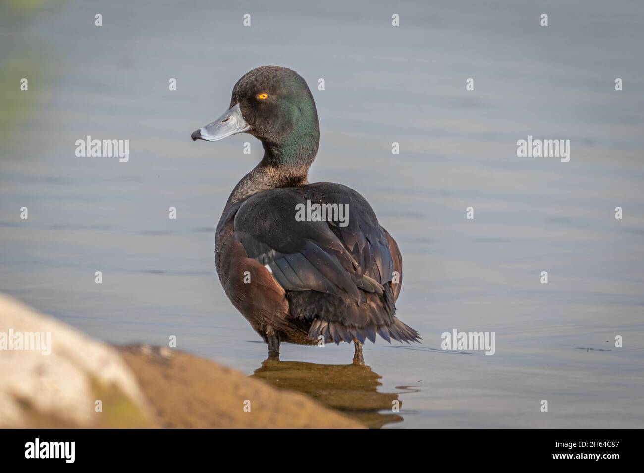 New zealand scaup hi-res stock photography and images - Alamy