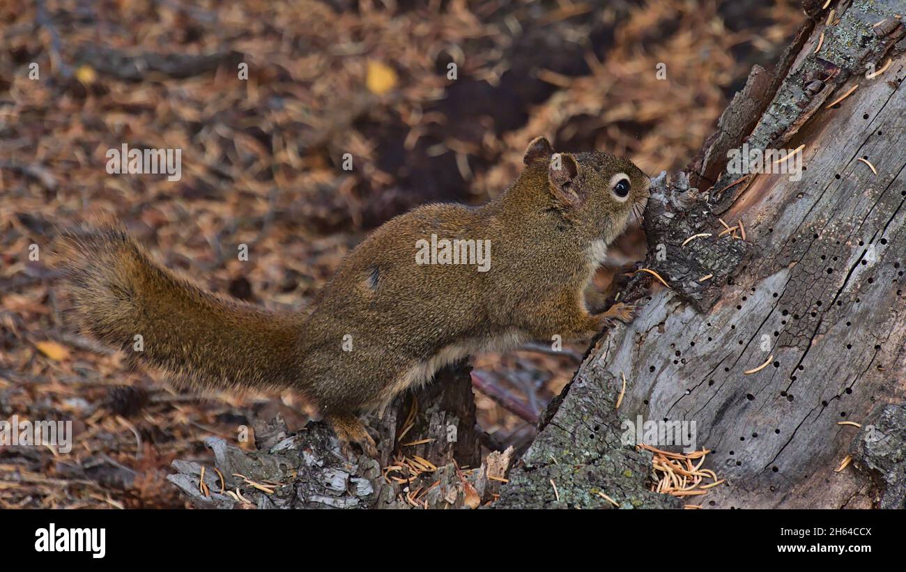 Cute American red squirrel (Tamiasciurus hudsonicus) with brown fur ...