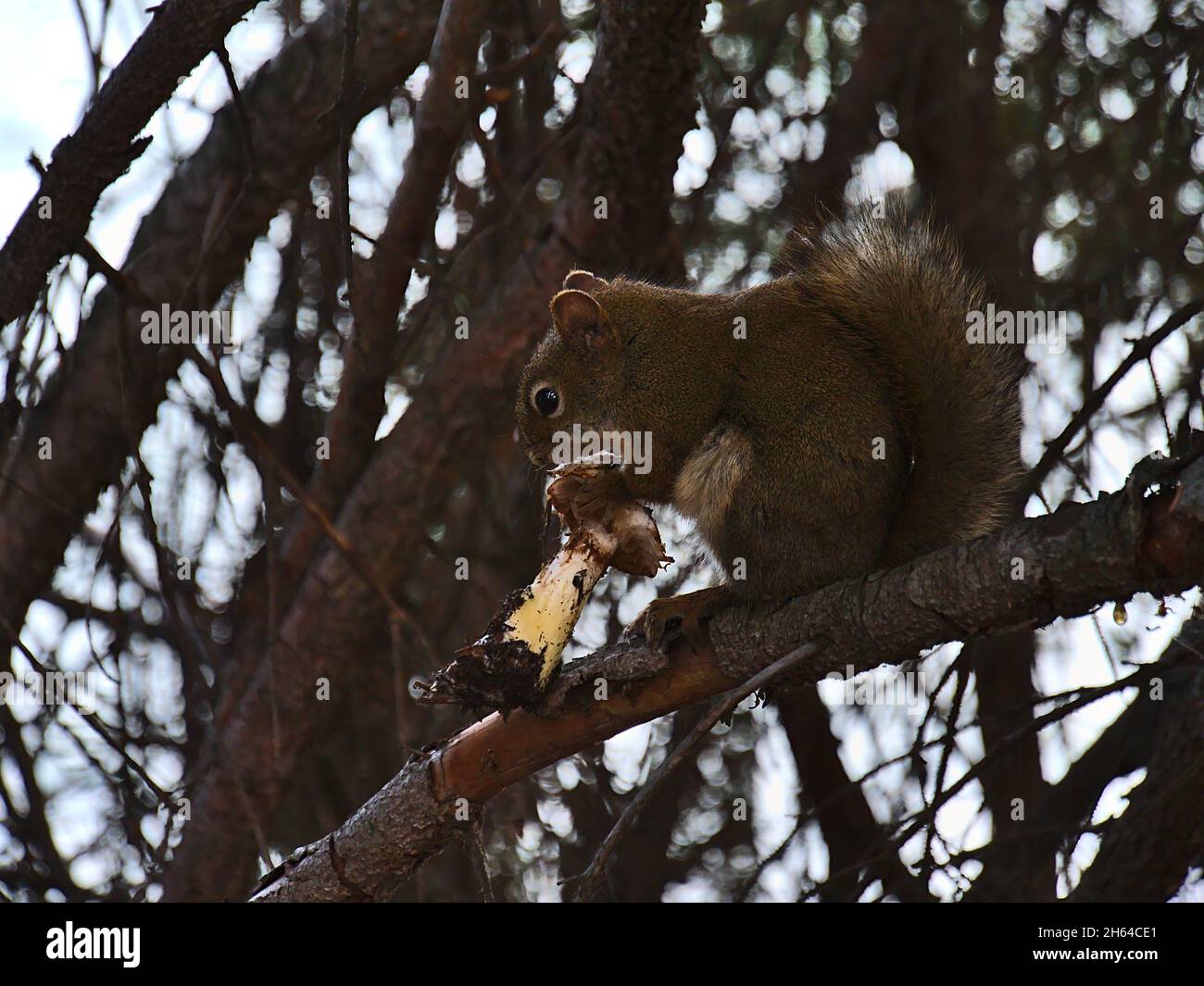 American red squirrel hi-res stock photography and images - Alamy
