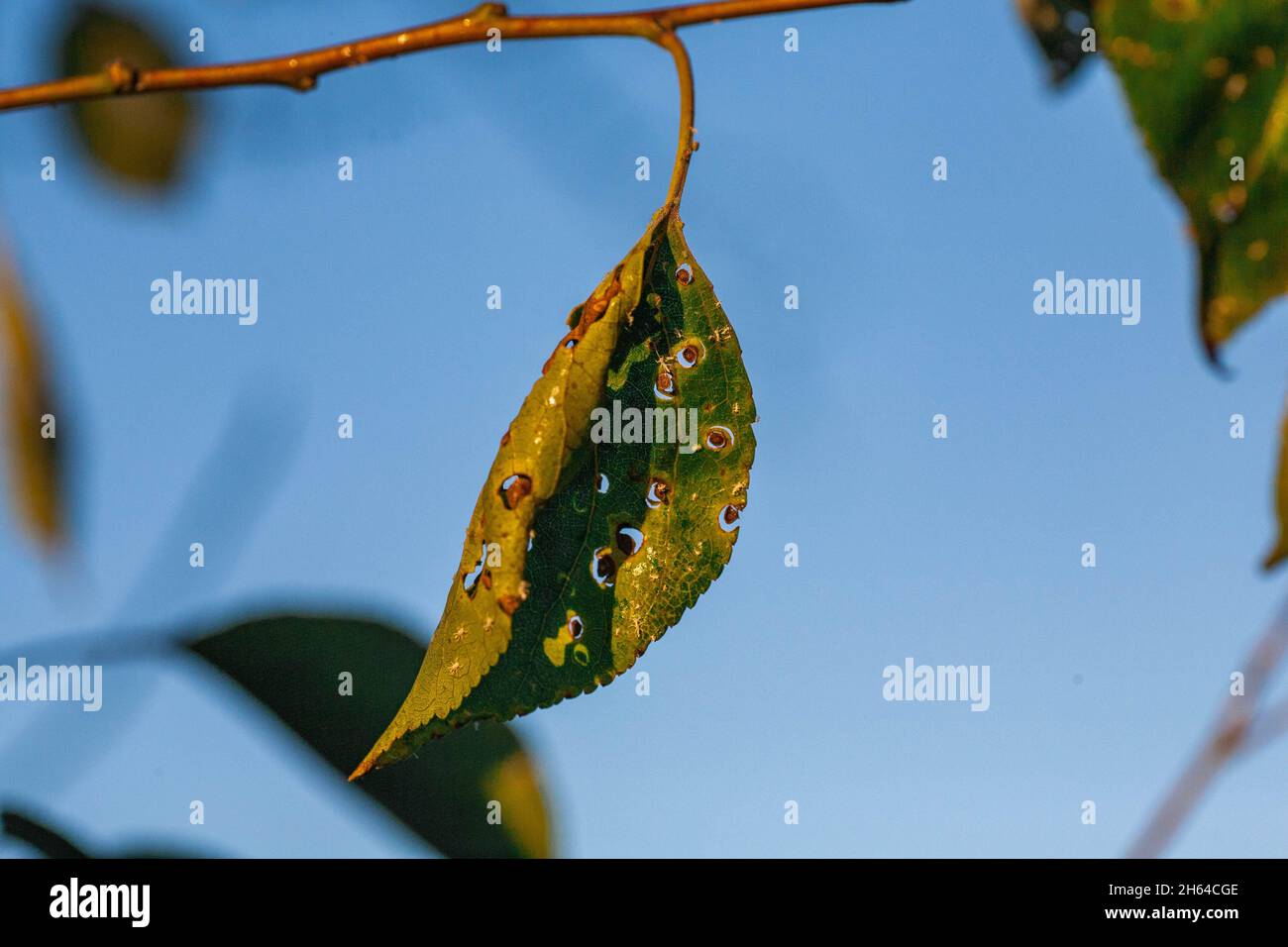 Aphids damage leaves parasite pest. Aphidoidea colony damages trees in ...