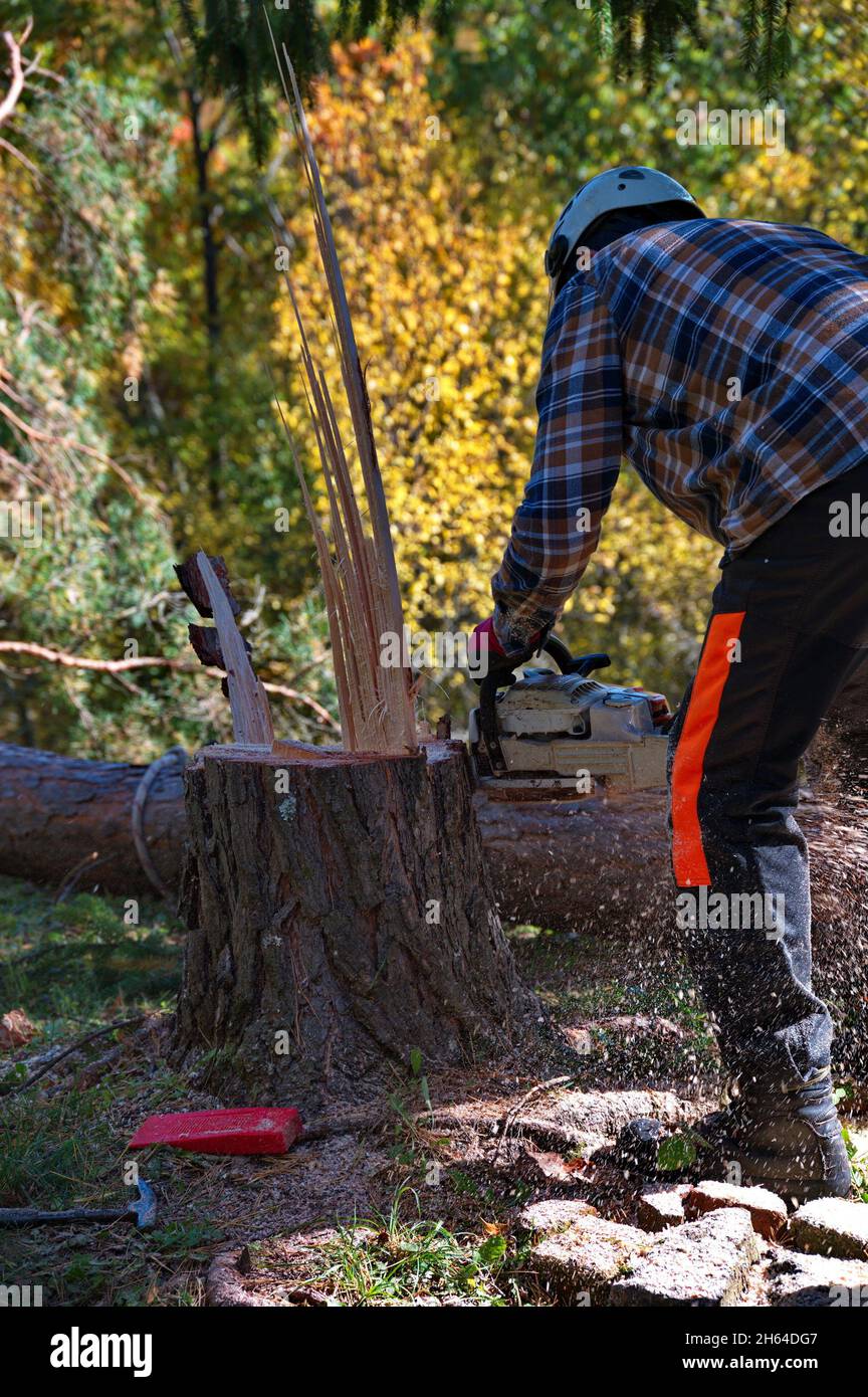 Arborist cutting a tree with chainsaw Stock Photo - Alamy