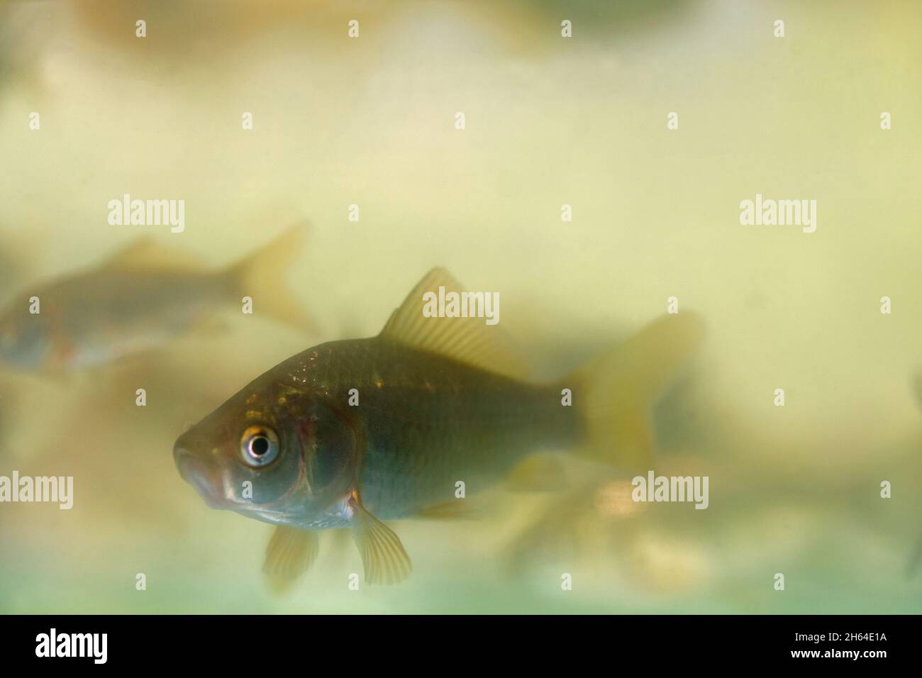 Fish, Eurasian Carp, Carassius auratus, Cyprinidae, freshwater, wild ...