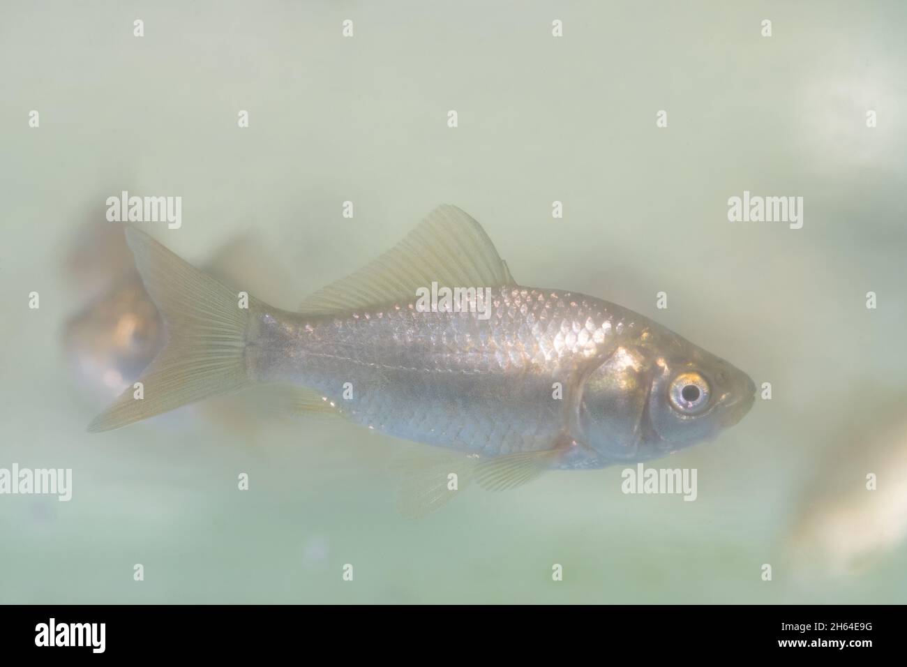 Fish, Eurasian Carp, Carassius auratus, cyprinidae, freshwater, wild ...