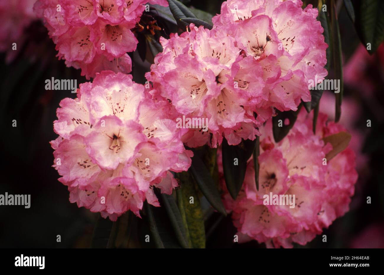 Shrubs pink rhododendron shrub hi-res stock photography and images - Alamy