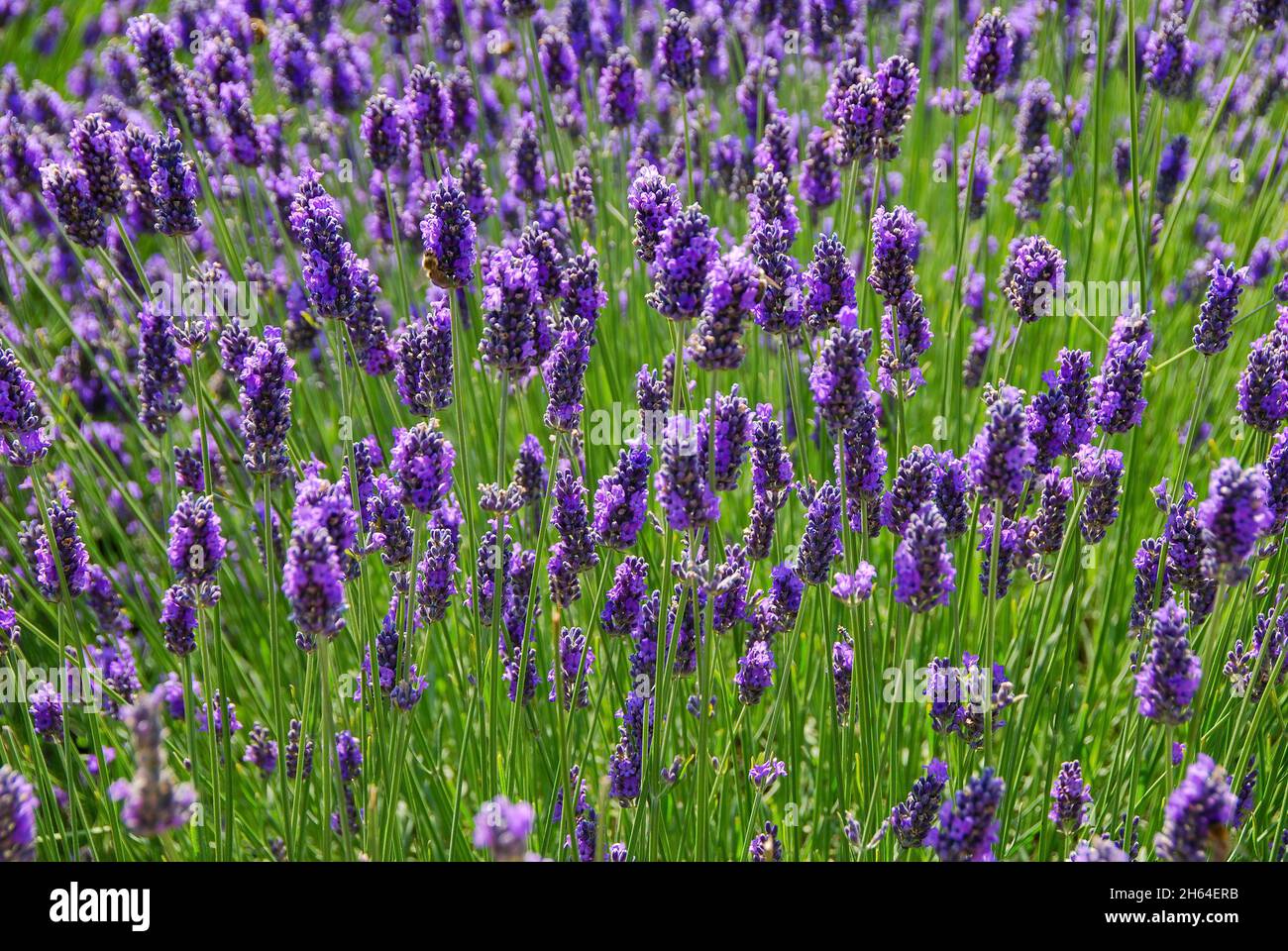 Close up view of blooming lavender plants with selected focus front and ...