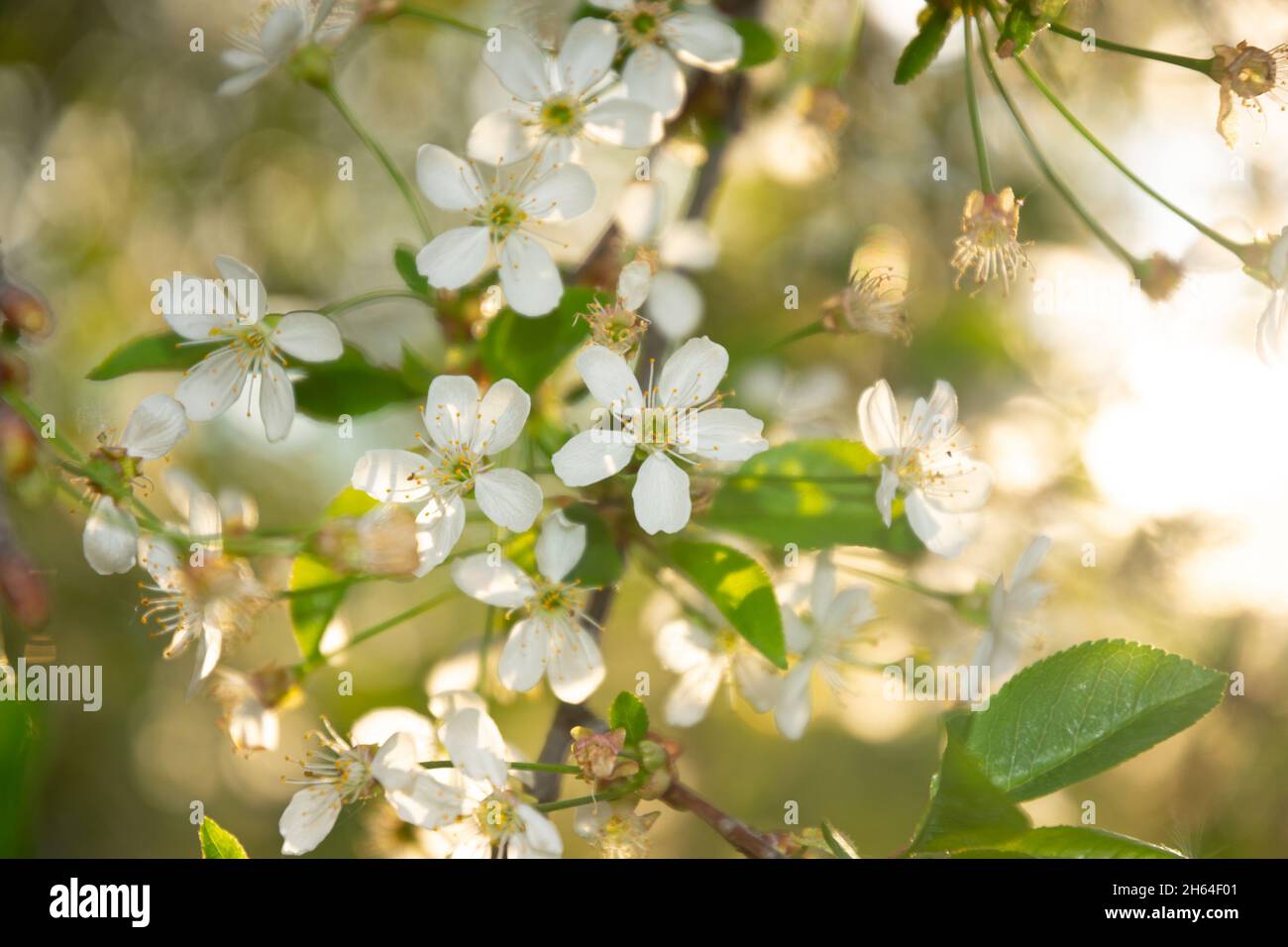 White plum tree hi-res stock photography and images - Alamy