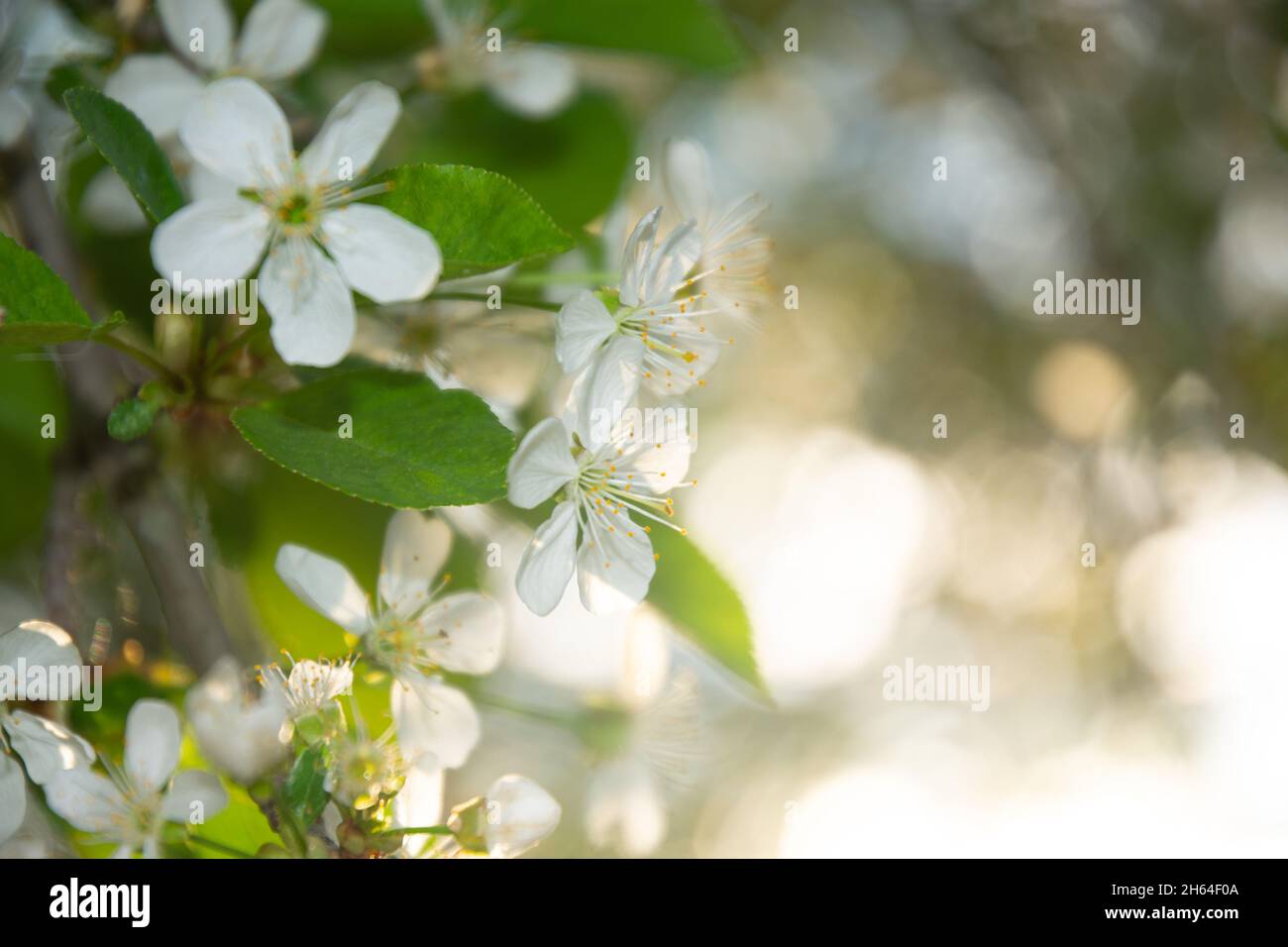 White plum tree hi-res stock photography and images - Alamy