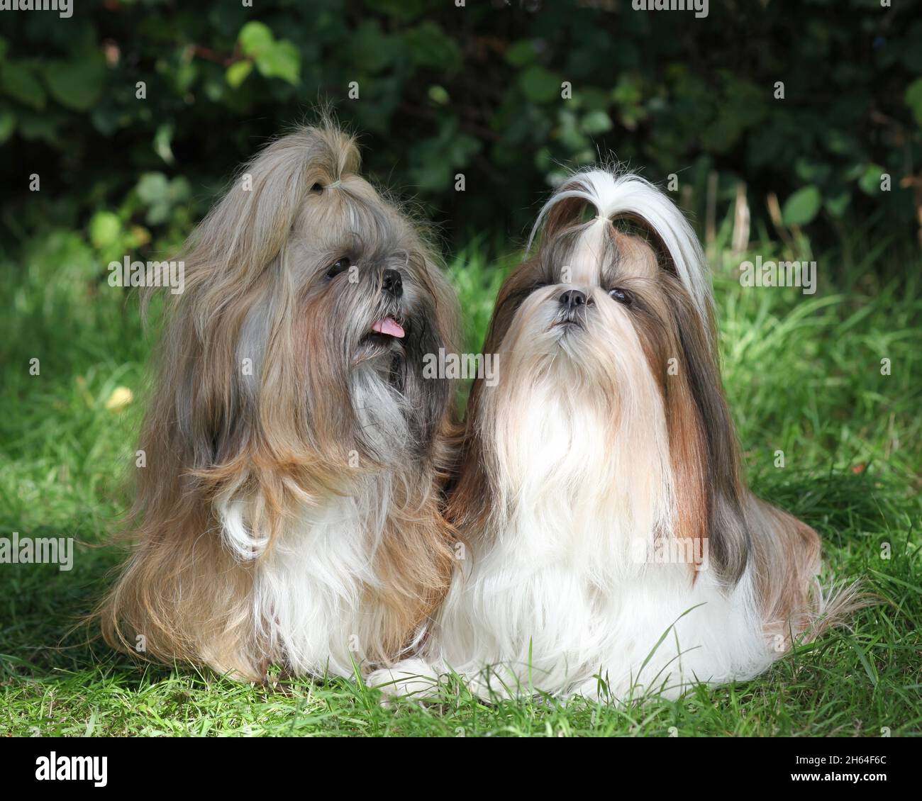 Shih Tzus High Resolution Stock Photography and Images - Alamy