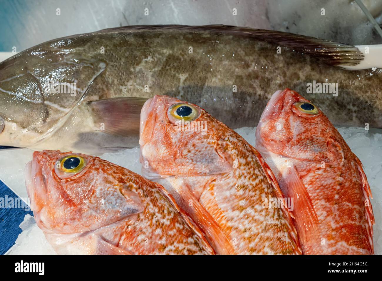 Red mullet and other fish for sale at a market in Lisbon, Portugal ...