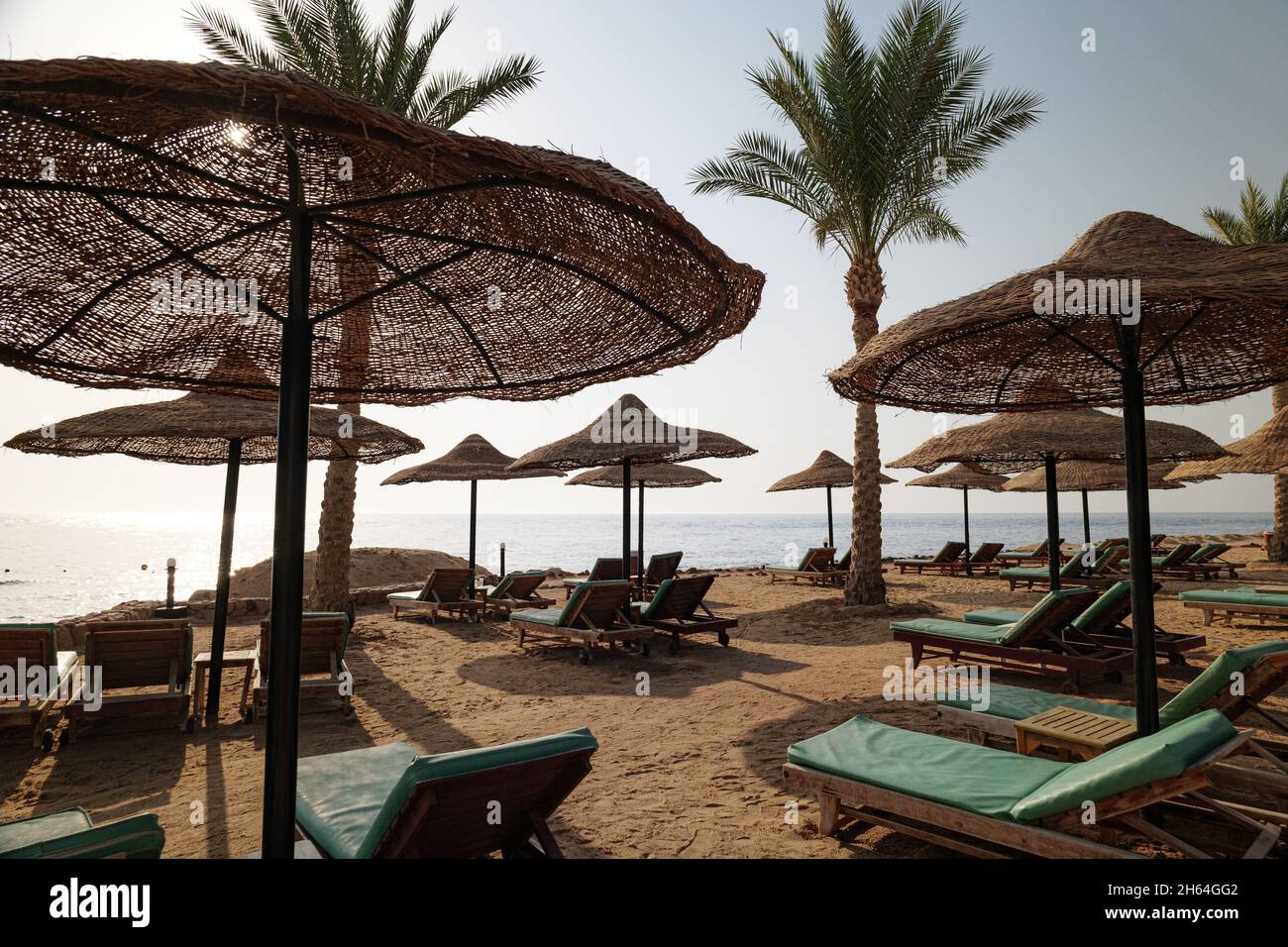 sun loungers on the beach. sun loungers and palms on the sandy beach ...