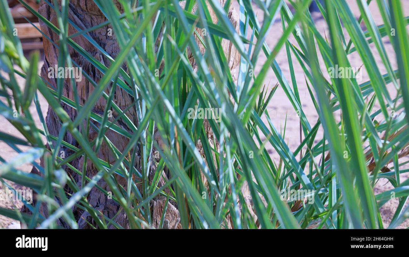 palm leaves close-up on the background of a pillar of palm trees Stock ...