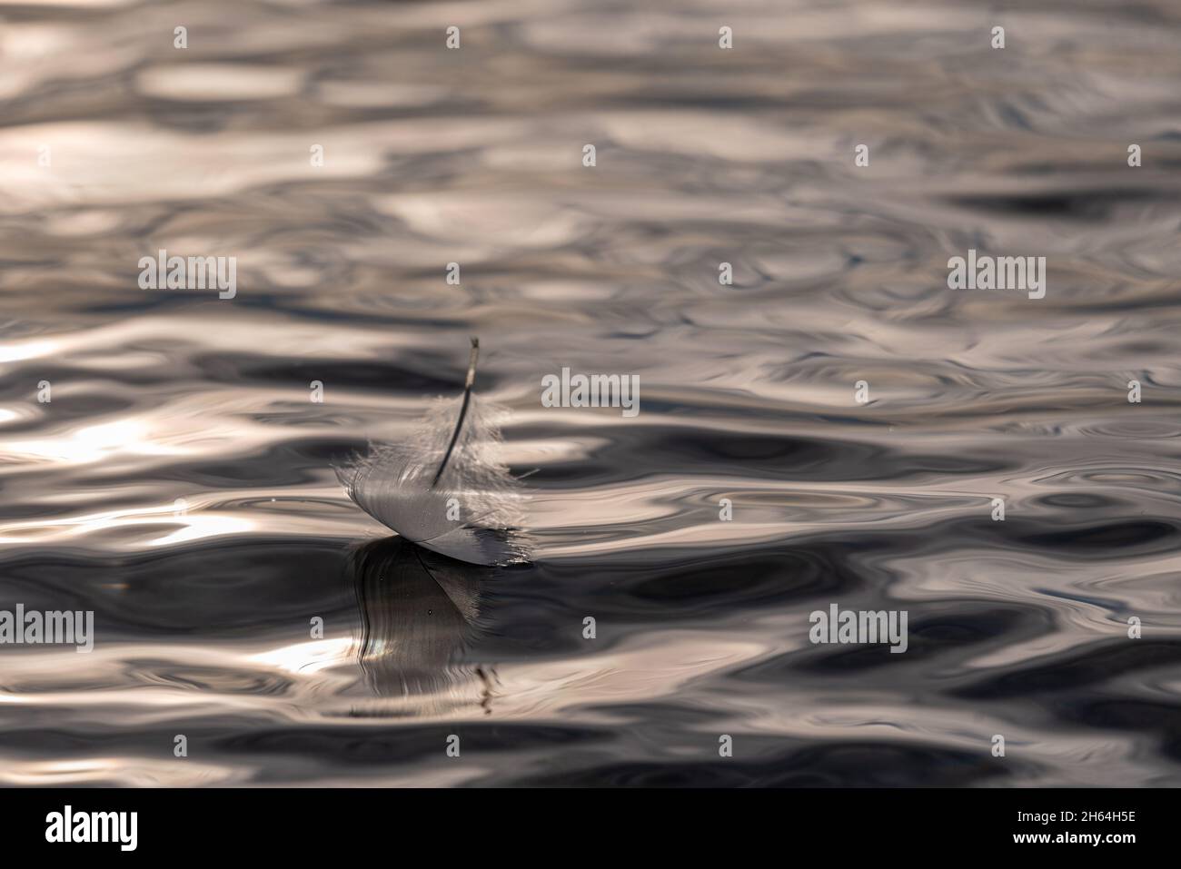 One white feather floating on water. Lausanne, Switzerland. Relaxation ...