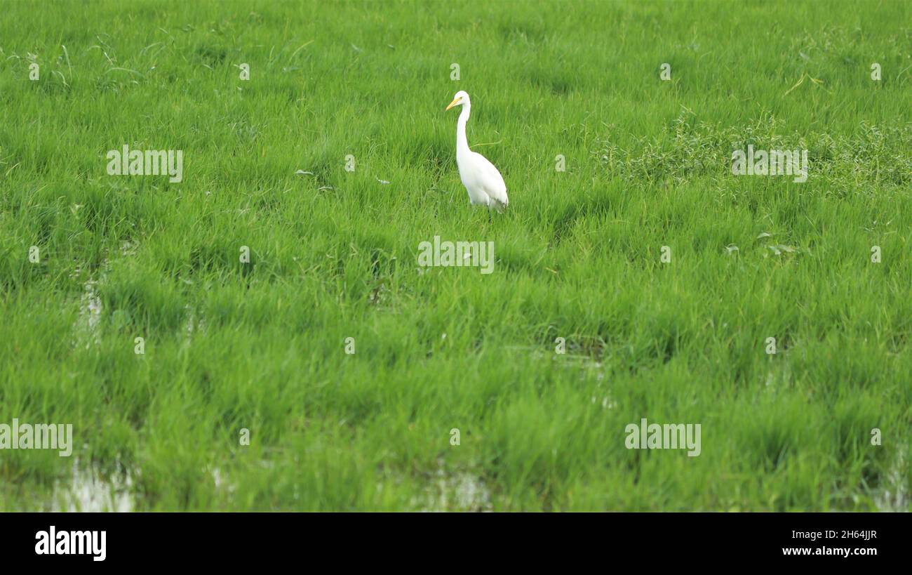 Indian crane bird hi-res stock photography and images - Alamy