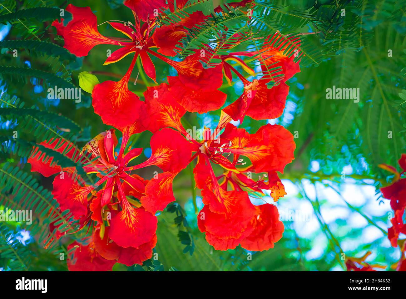 Flamboyant or Delonix Regia red flowers closeup. Beautiful tropical ...