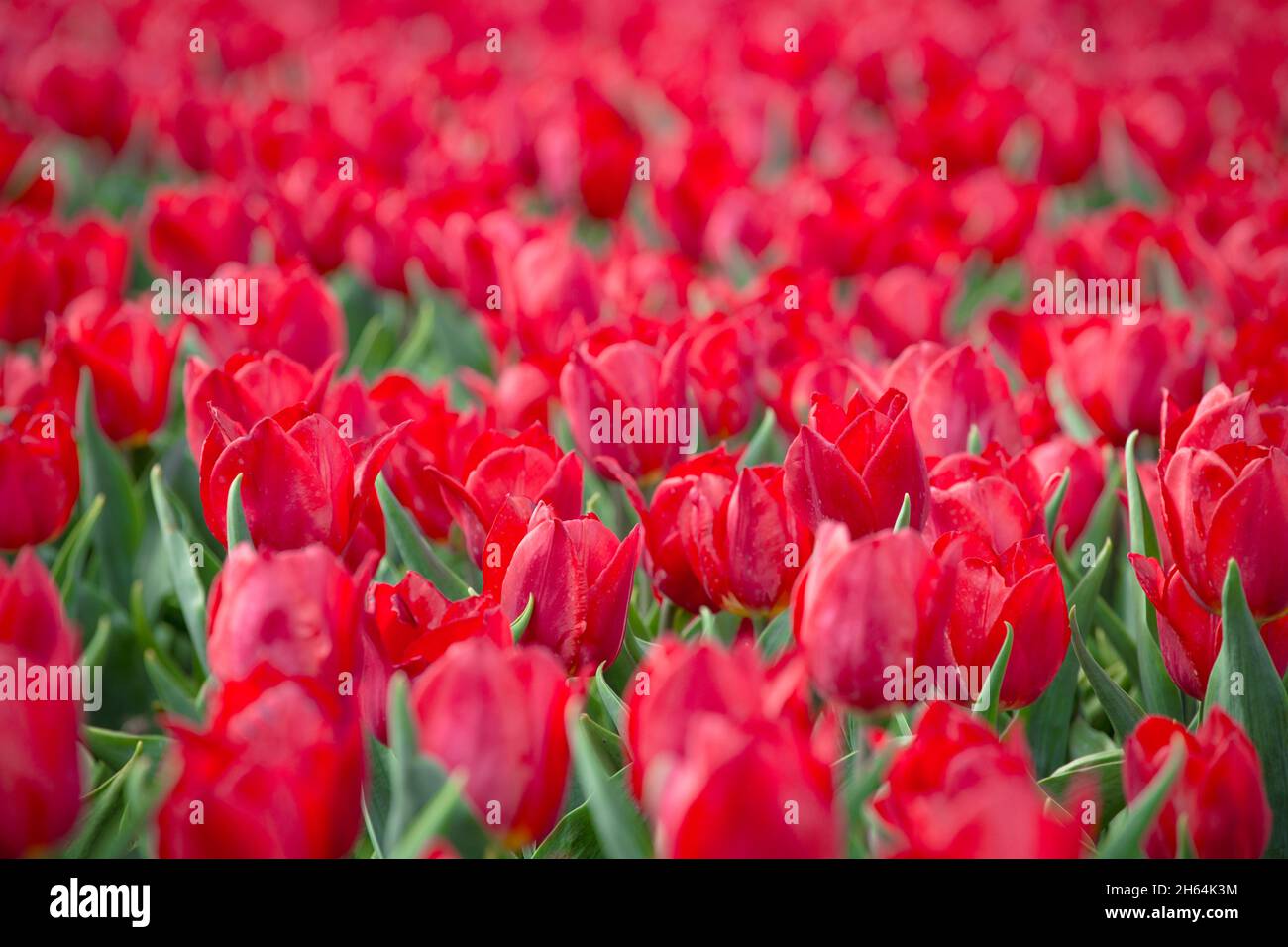 Closeup of bright red tulips flower bed in the park. Red tulip field ...