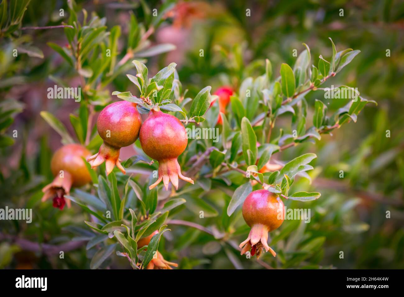 Close-up of small decorative ornamental ripening pomegranate fruit on a ...