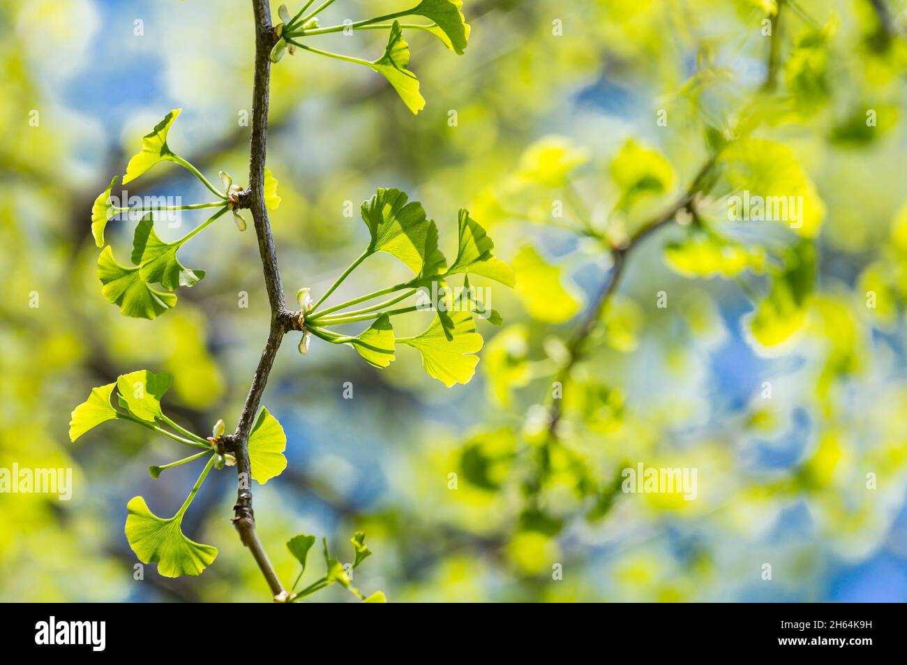 Ginkgo biloba young green leaves on a tree in spring on background of ...