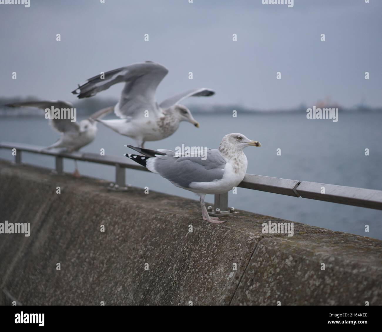 Three seagulls perched on a concrete border by a sea on a gloomy day ...