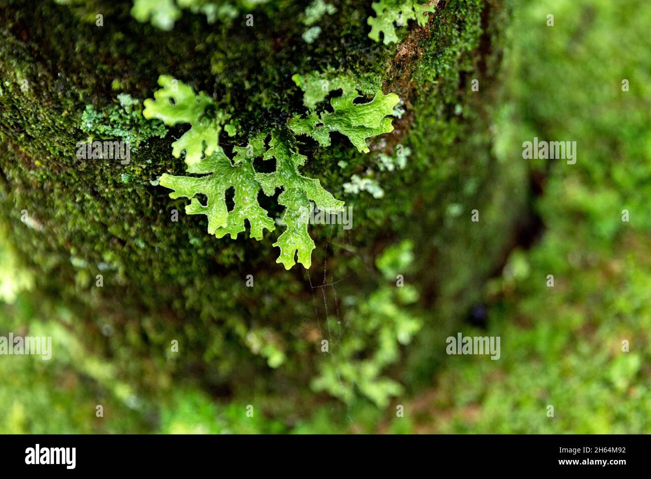 Portugal, Azores, Sao Miguel Island, Furnas. Detail on tree trunk ...