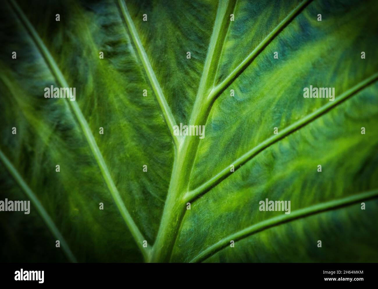 Texture of a green tropical leaf with strong viens. Natural tropical ...