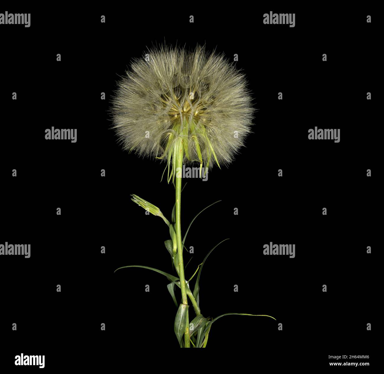 Podospermum laciniatum, plant, seed and flower, common name, Margallos ...