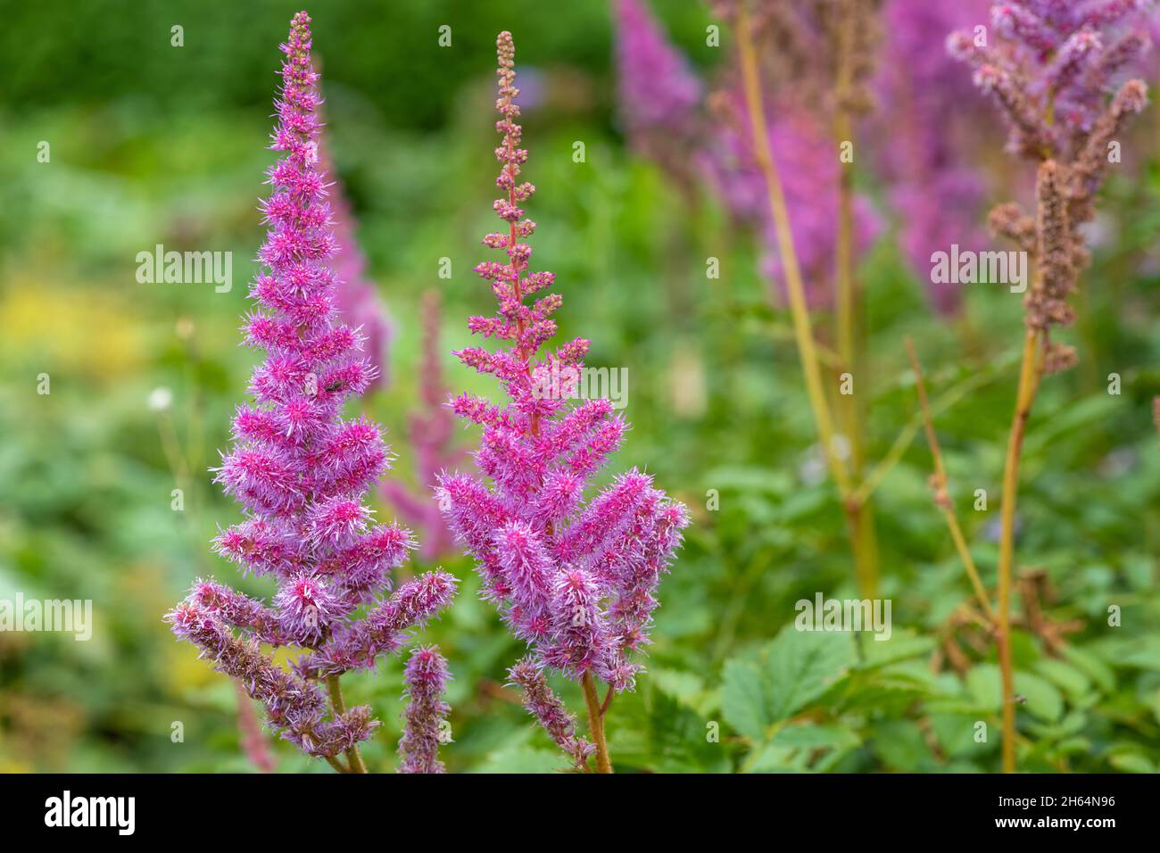False goats beard astilbe arendsii hi-res stock photography and images ...