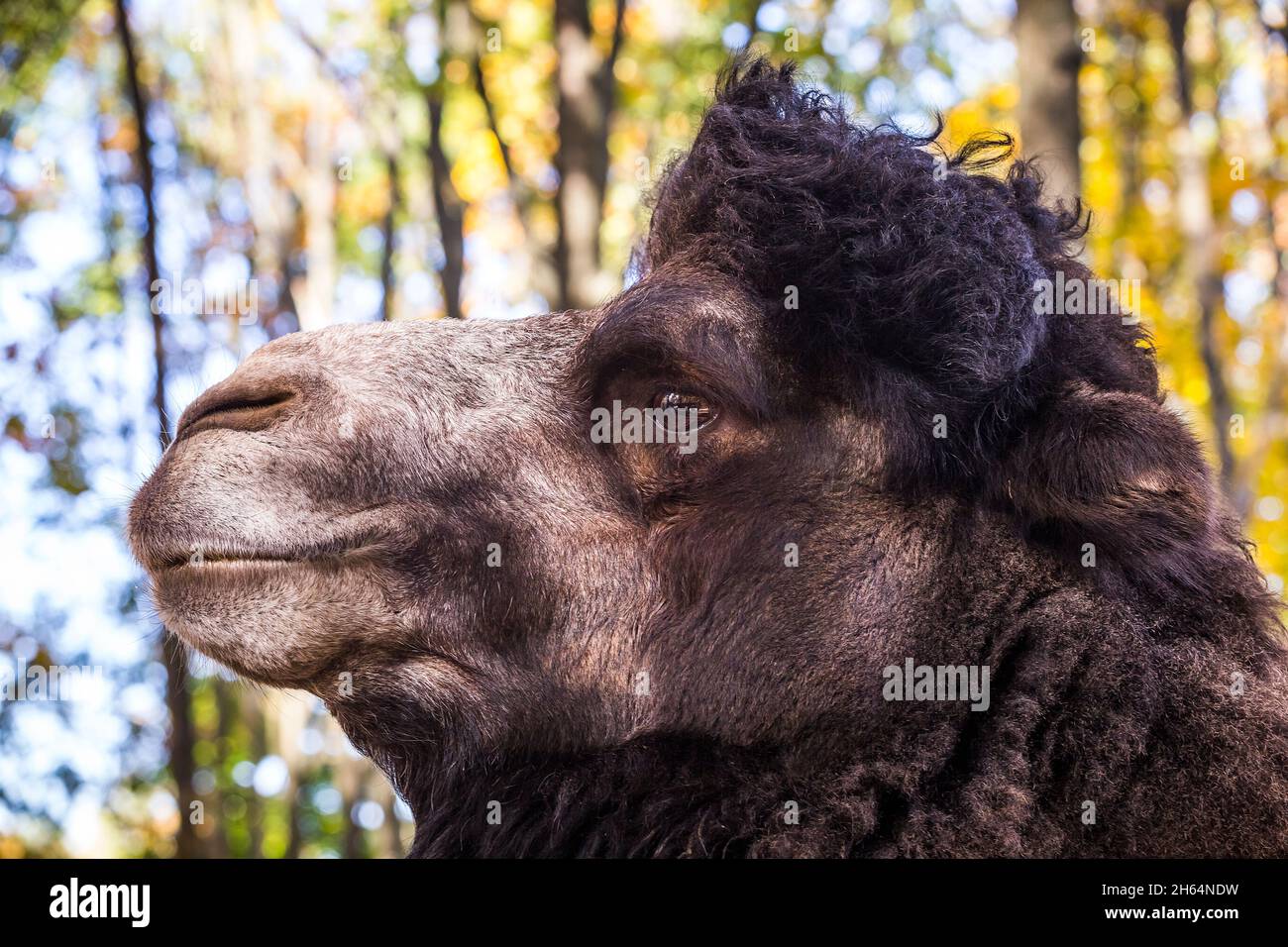 Big camels hi-res stock photography and images - Alamy