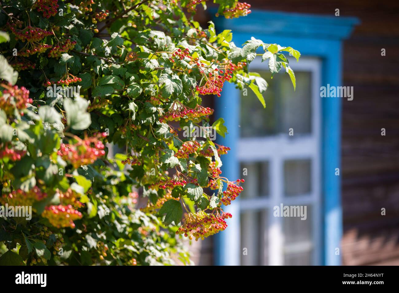 Rustic background. Green bush on the background of a wooden wall of the ...