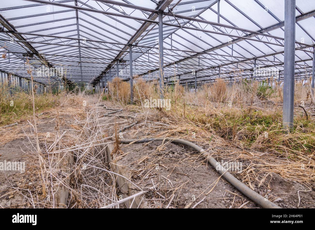 overgrown greenhouse of a market garden Stock Photo - Alamy