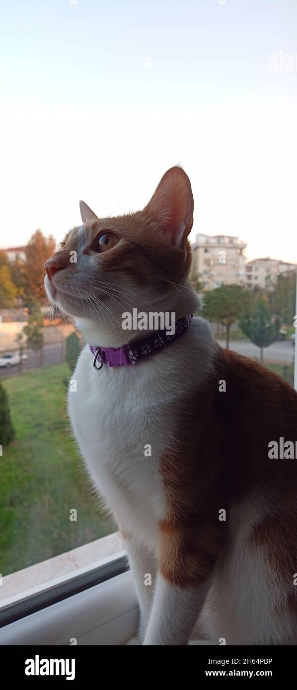 Cute cat near the window Stock Photo - Alamy