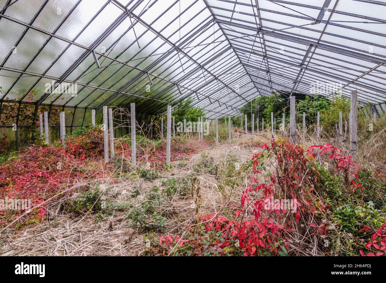 Overgrown places hi-res stock photography and images - Alamy