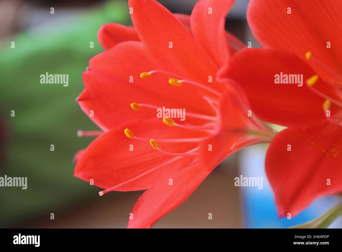 Vallota hi-res stock photography and images - Alamy