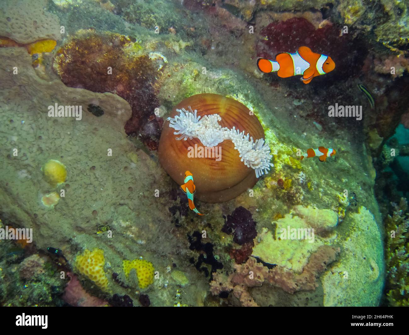 clown anemonefish with round anemone in the sea Stock Photo - Alamy