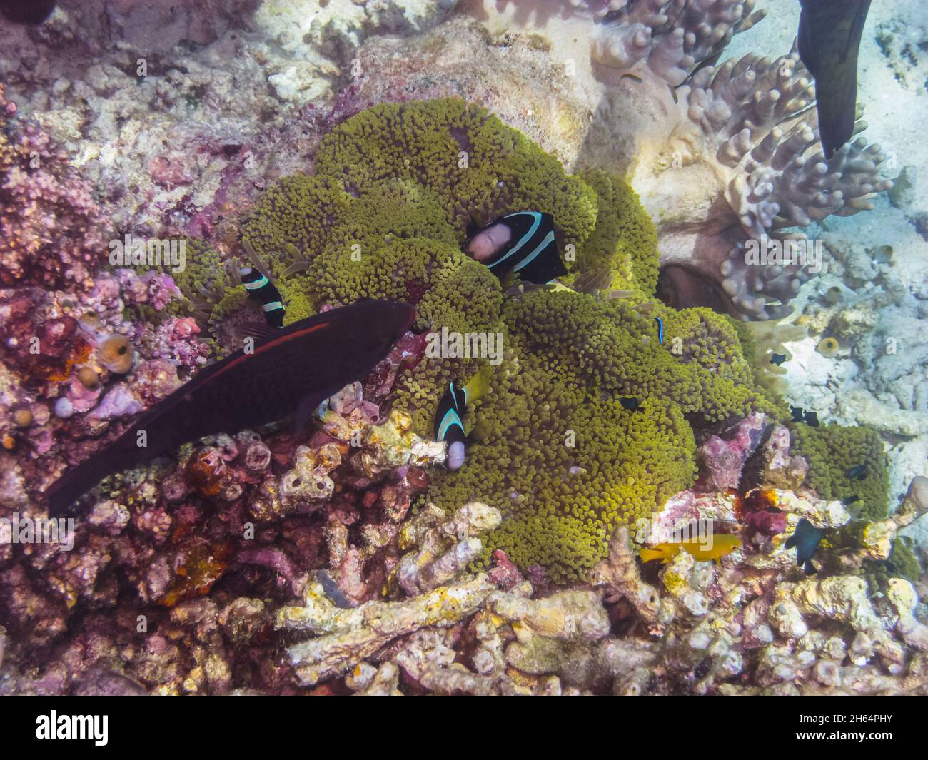 anemone fish in an anemone at the sea bottom Stock Photo - Alamy