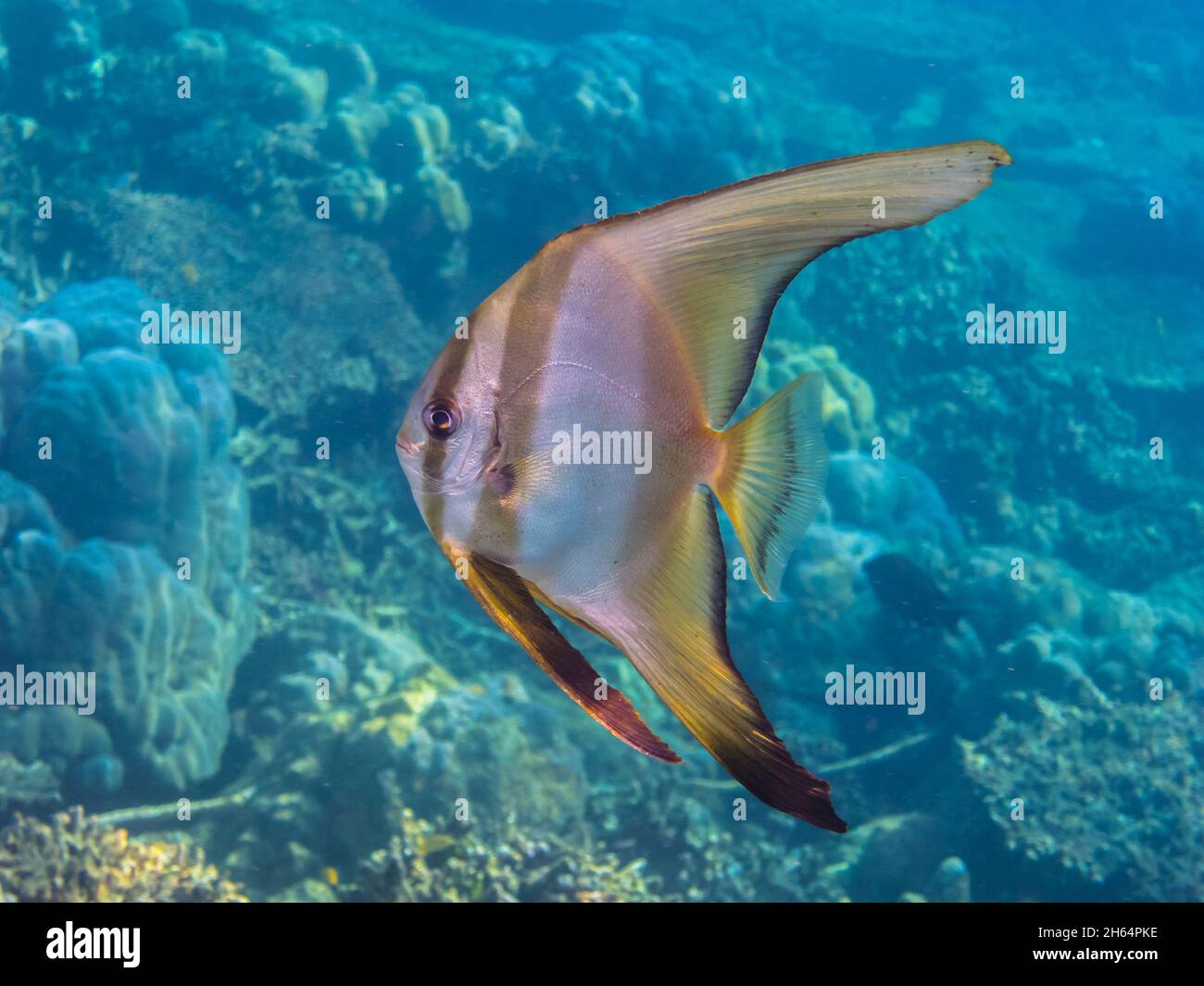Deep water single fish hi-res stock photography and images - Alamy
