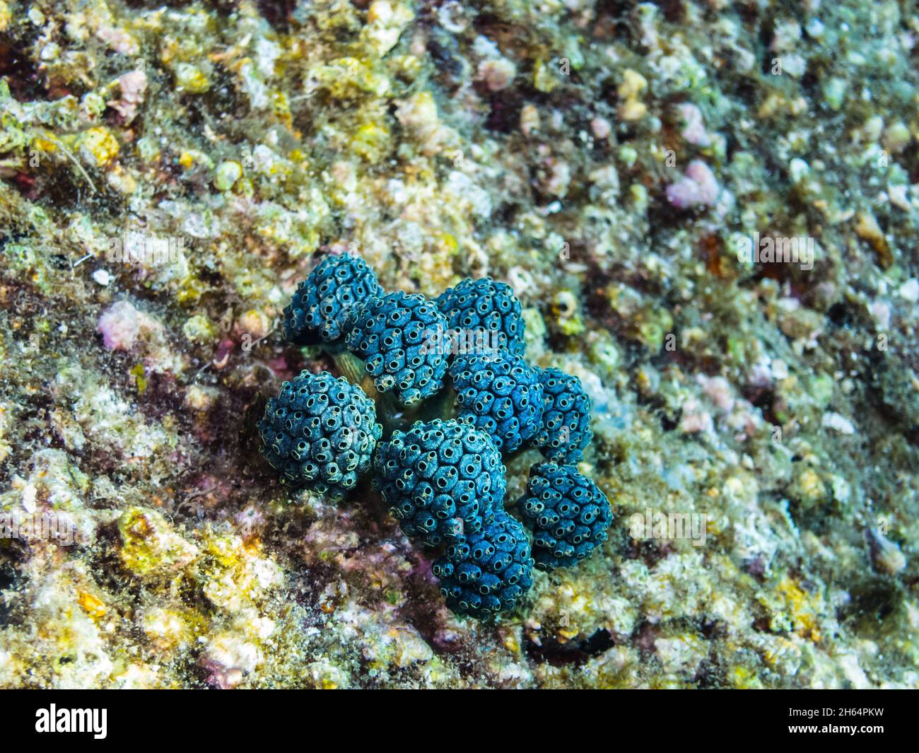 blue round coral sea bottom Stock Photo - Alamy